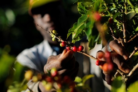 Burundi : Reprise de la production du café – Afrique7, l’info du ...