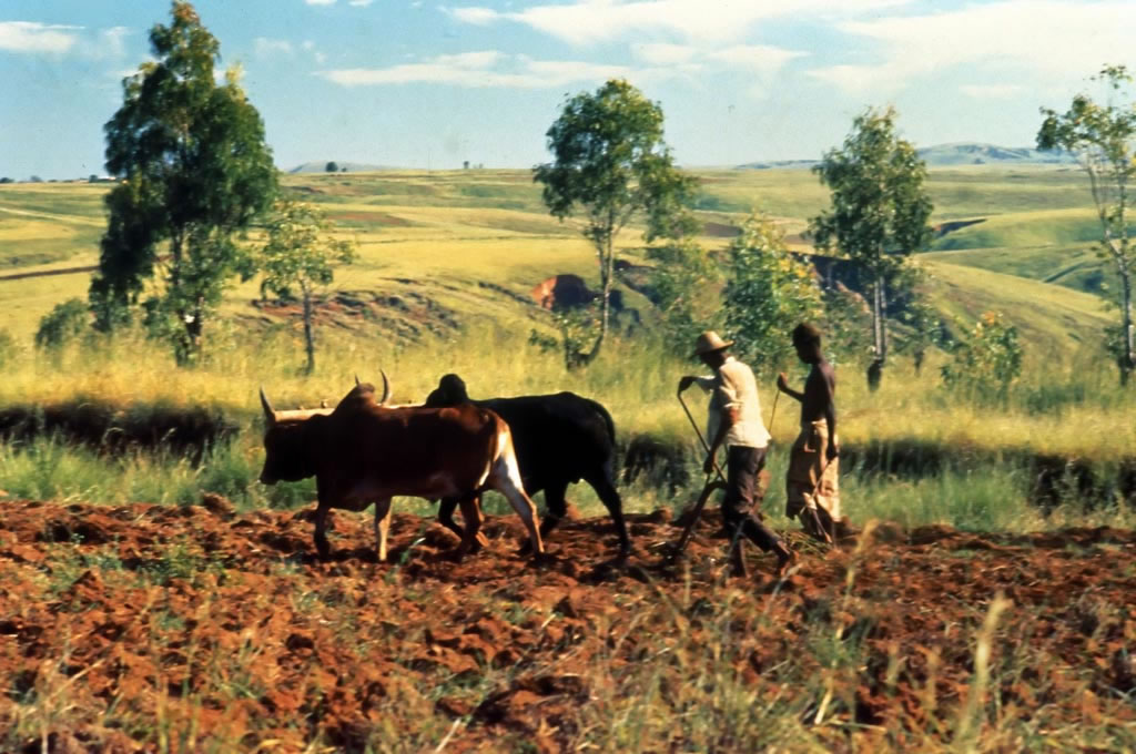 Les agriculteurs malgaches en difficulté… – Afrique7, l’info du ...