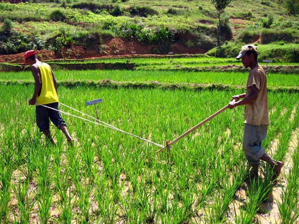 Madagascar : Amélioration de la production du riz – Afrique7, l’info du ...